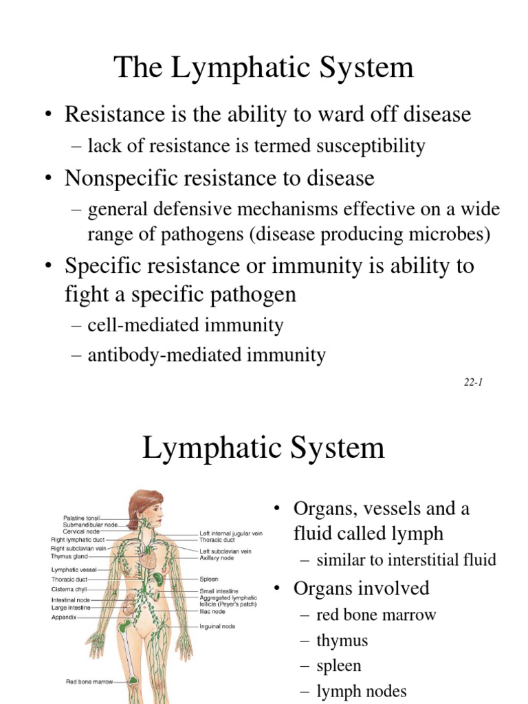 Immune System | PDF | Lymphatic System | Lymph Node