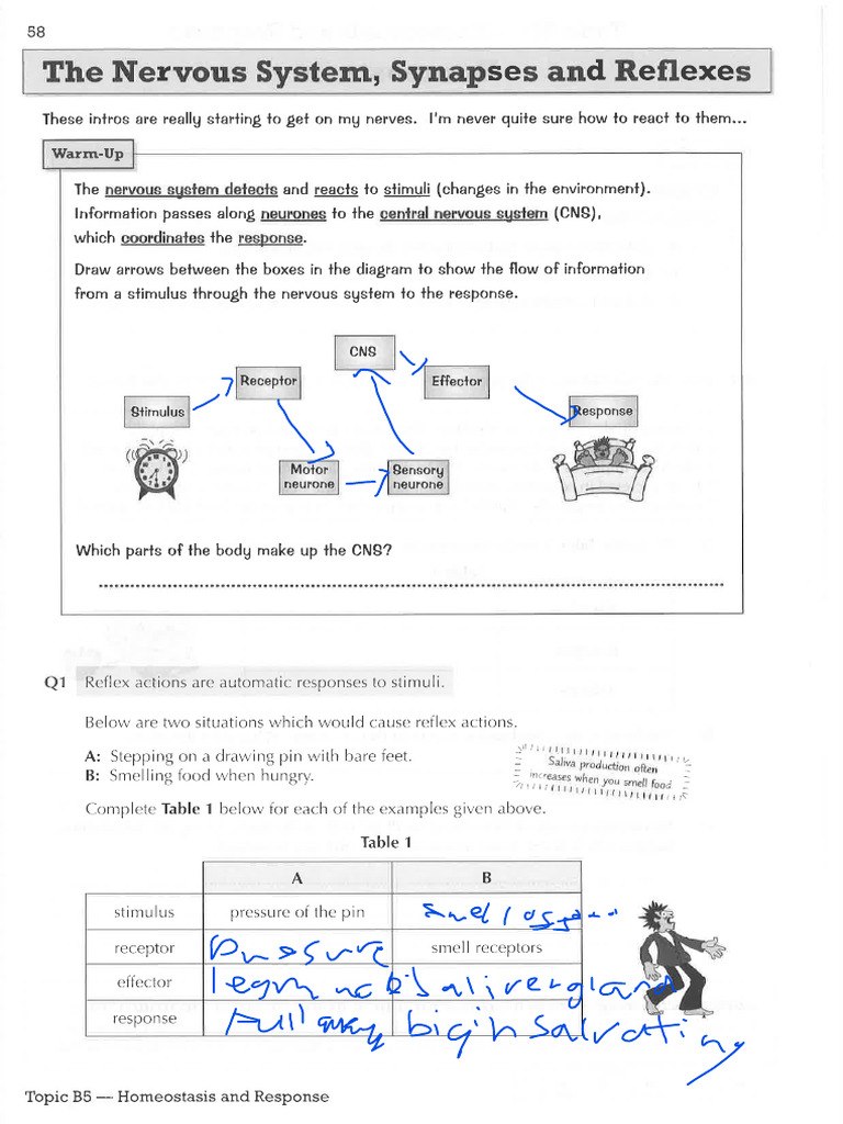B5 - Nervous System (PG 58 59) | PDF