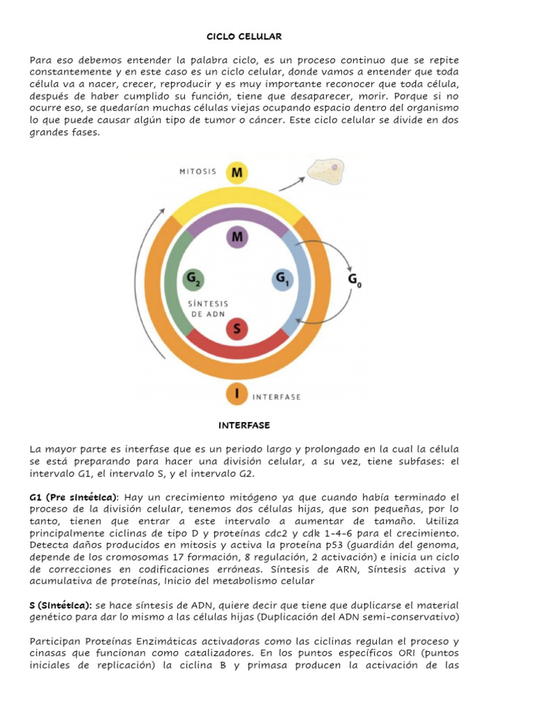 Genetica Teoría Ciclo Celular | PDF | Mitosis | Ciclo celular