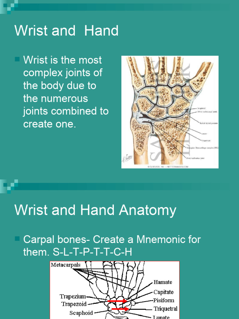 Wrist and Hand | PDF | Hand | Thumb