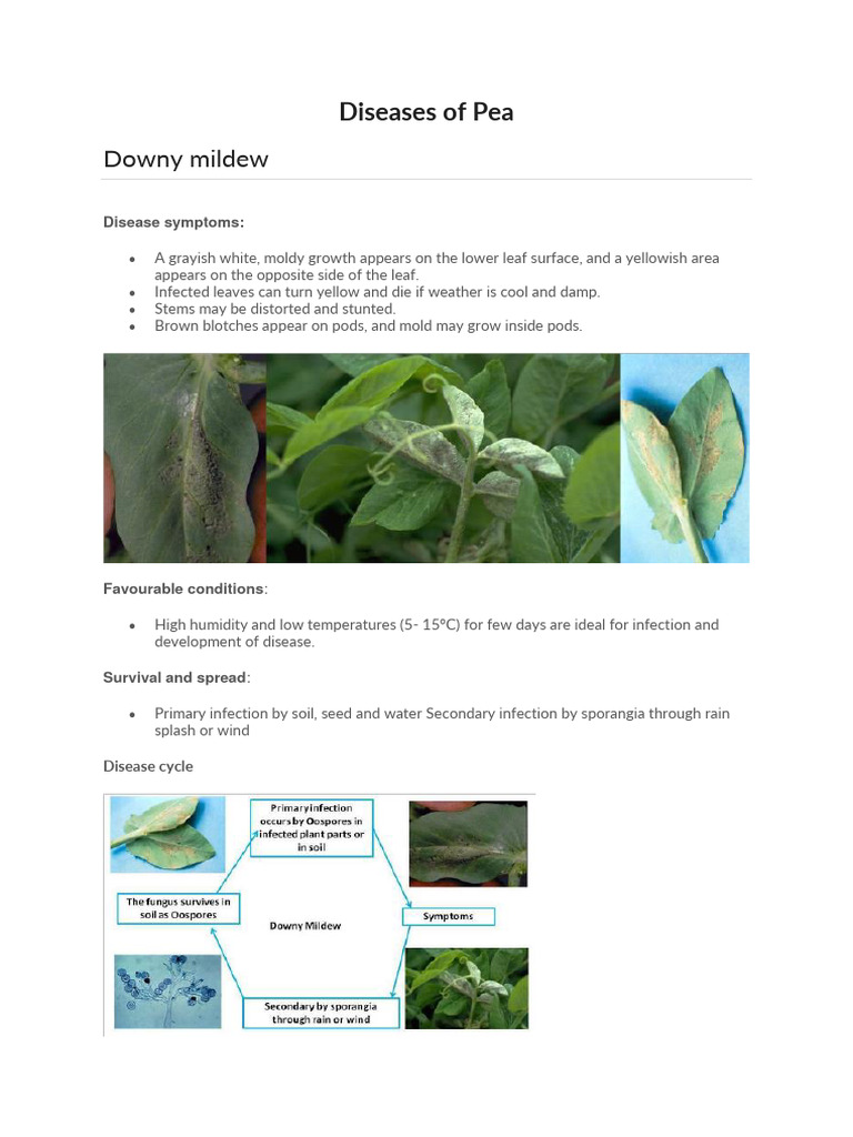 Diseases of Pea | PDF | Plants | Branches Of Botany