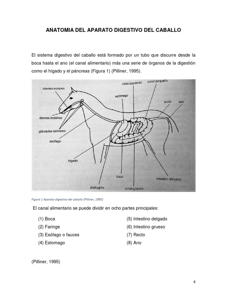 Equinos | PDF | Digestión | Sistema digestivo humano