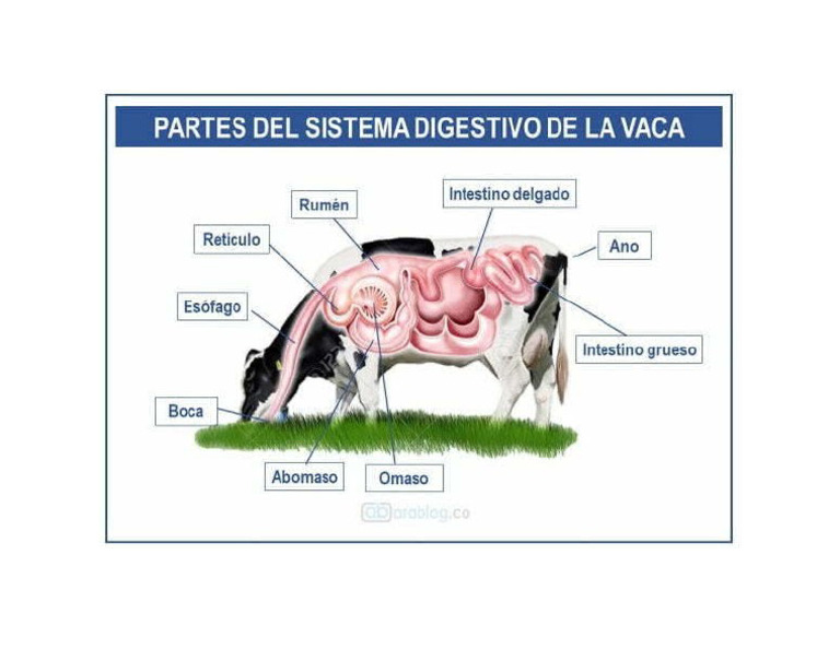 Sistema Digestivo de La Vaca | PDF