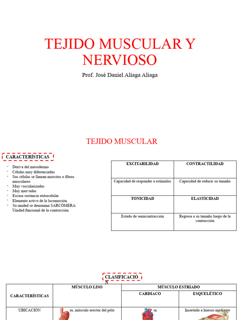 Tejido Muscular y Nervioso | PDF | Músculo | Histología Tejido Muscular y Nervioso | PDF | Músculo | Histología