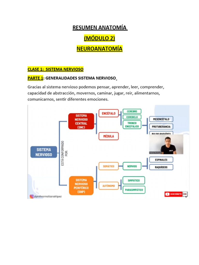 Resumen Anatomía Modulo 2 | PDF | Médula espinal | Cerebelo