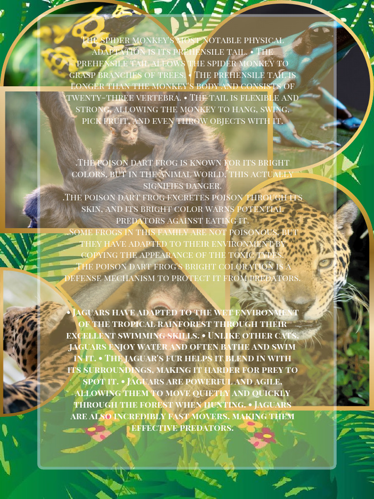 Rainforest Animal Adaptations | PDF | Science & Mathematics