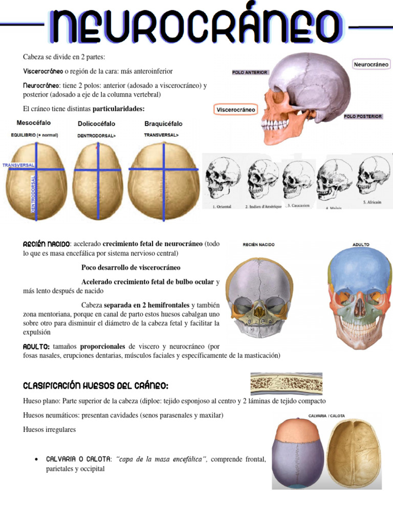 15 - Neurocráneo | PDF | Cabeza y cuello humanos | Anatomía