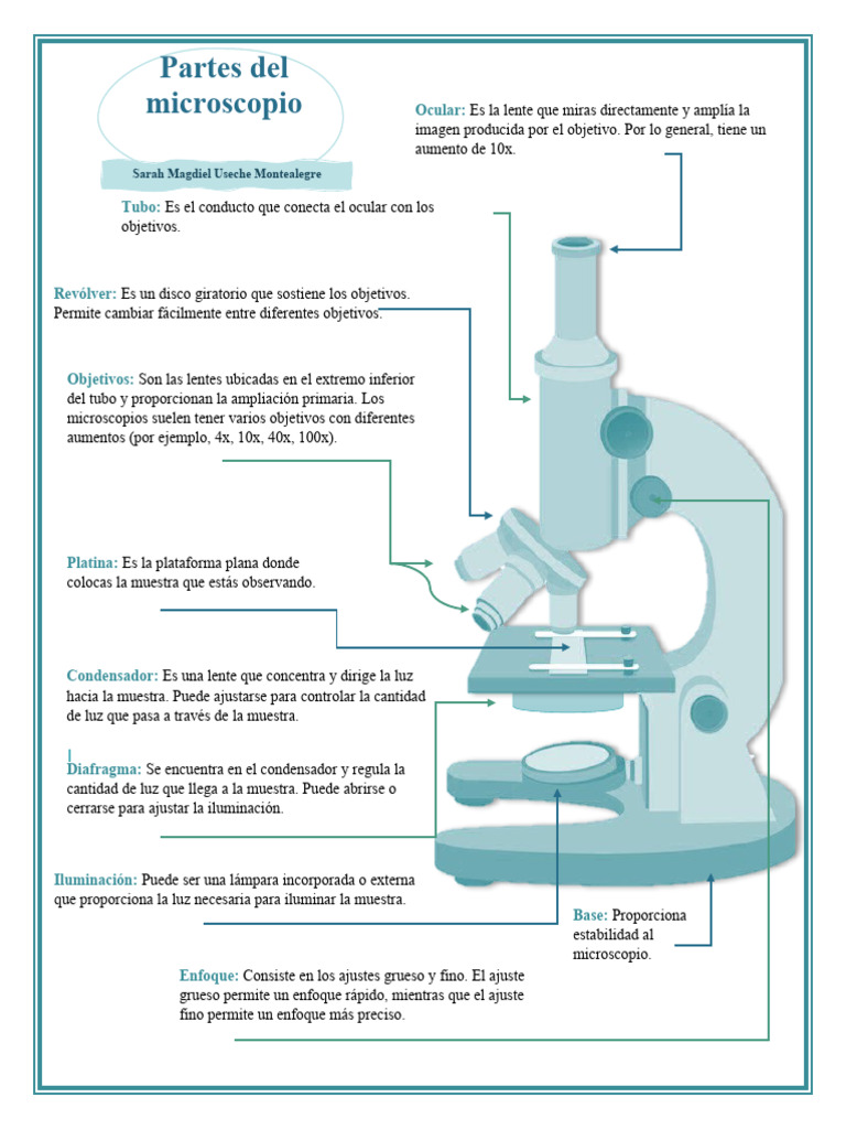 Partes Del Microscopio | PDF