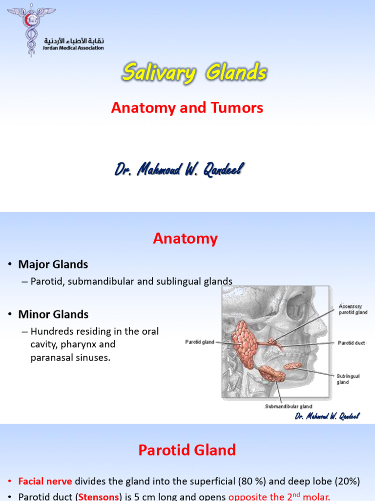 Salivary Glands: Anatomy and Tumors | PDF | Adenoma | Neoplasms