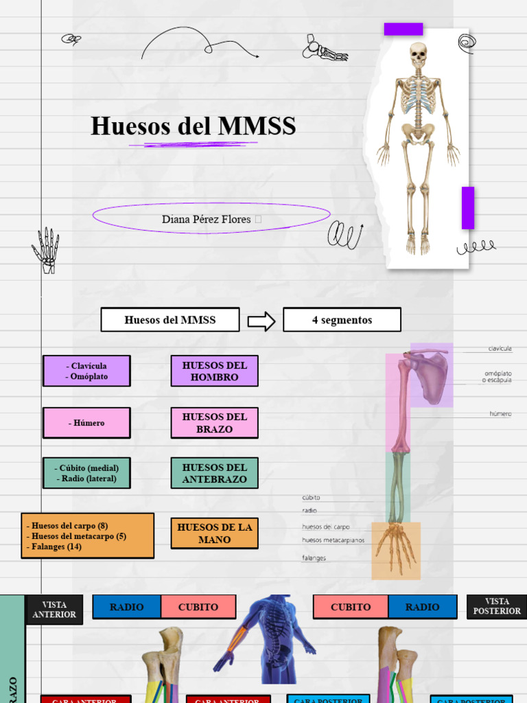 Huesos Del MMSS 2° Parte | PDF | Sistema esquelético | Anatomía humana