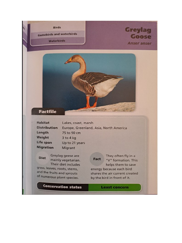 Goose | PDF