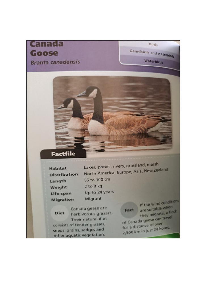 Canada Goose | PDF