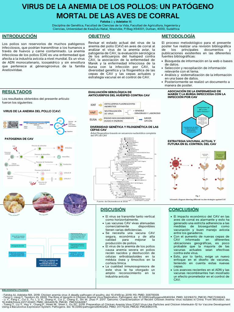Chicken Anemia Virus A Deadly Pathogen of Poultry | PDF | Virus | Infección