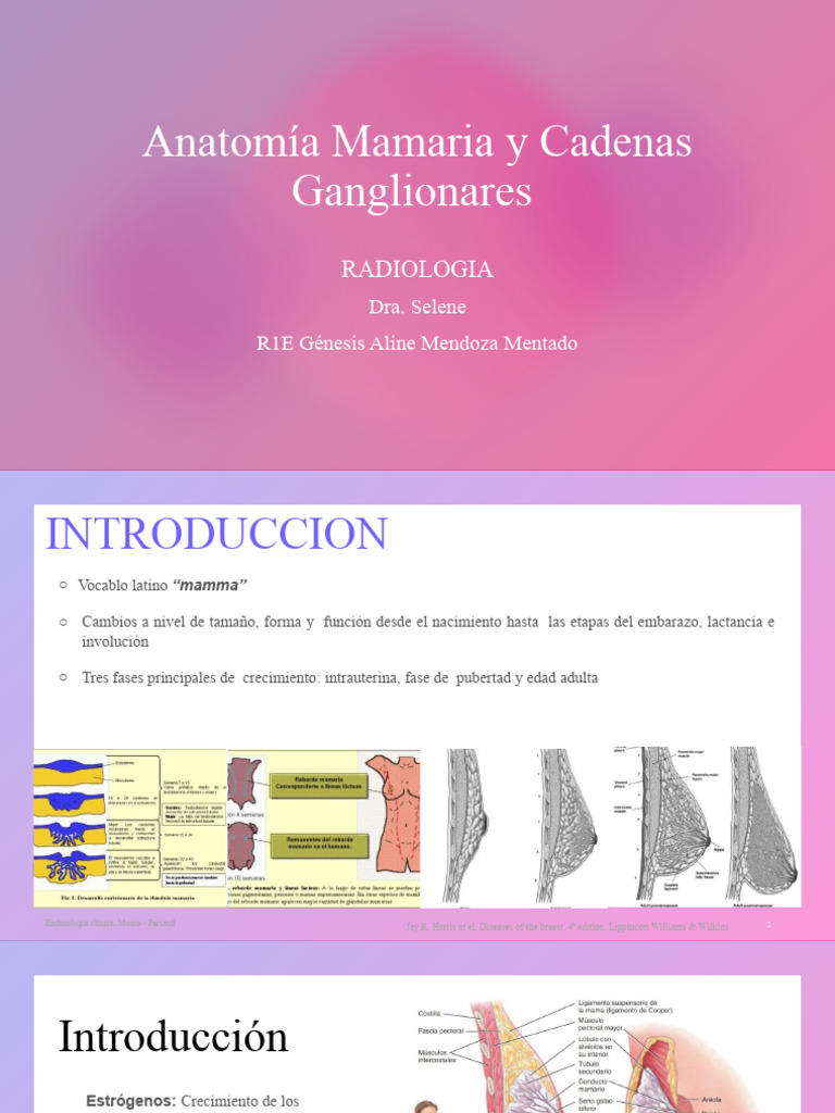 Anatomía Mamaria y Cadenas Ganglionares | PDF | Epitelio | Órgano ...