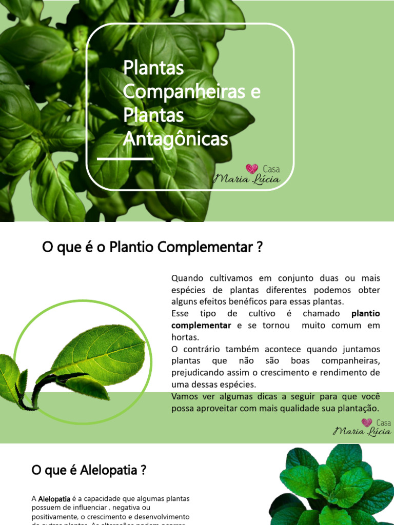 Plantas Companheiras e Plantas Antagônicas | PDF | Plantas | Agricultura