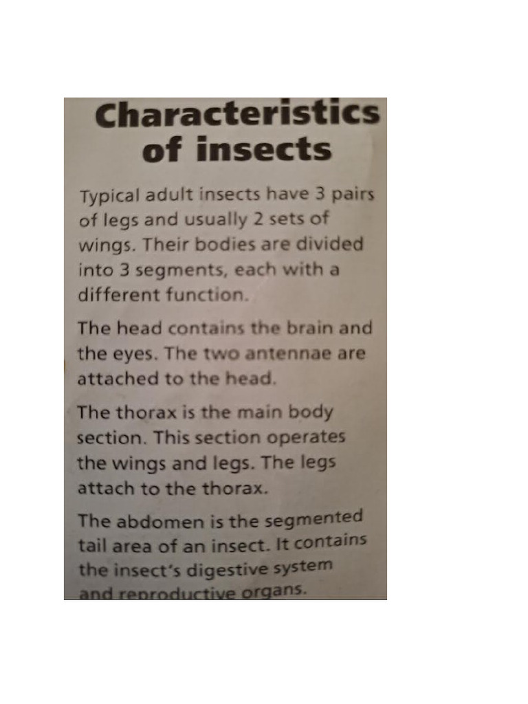 Insect Definition | PDF