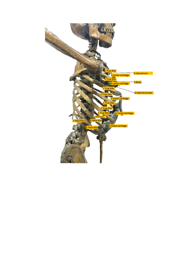 Anatomy: Ribs and Cartilage Guide | PDF