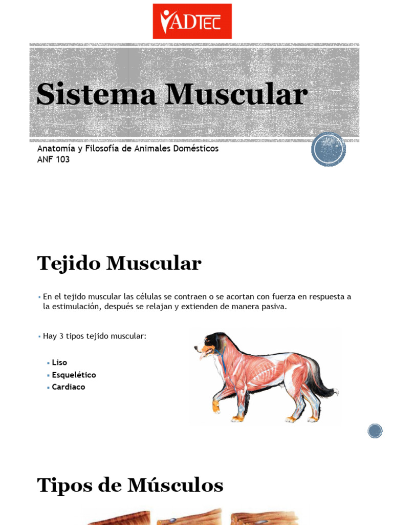 Anatomía Muscular Animal