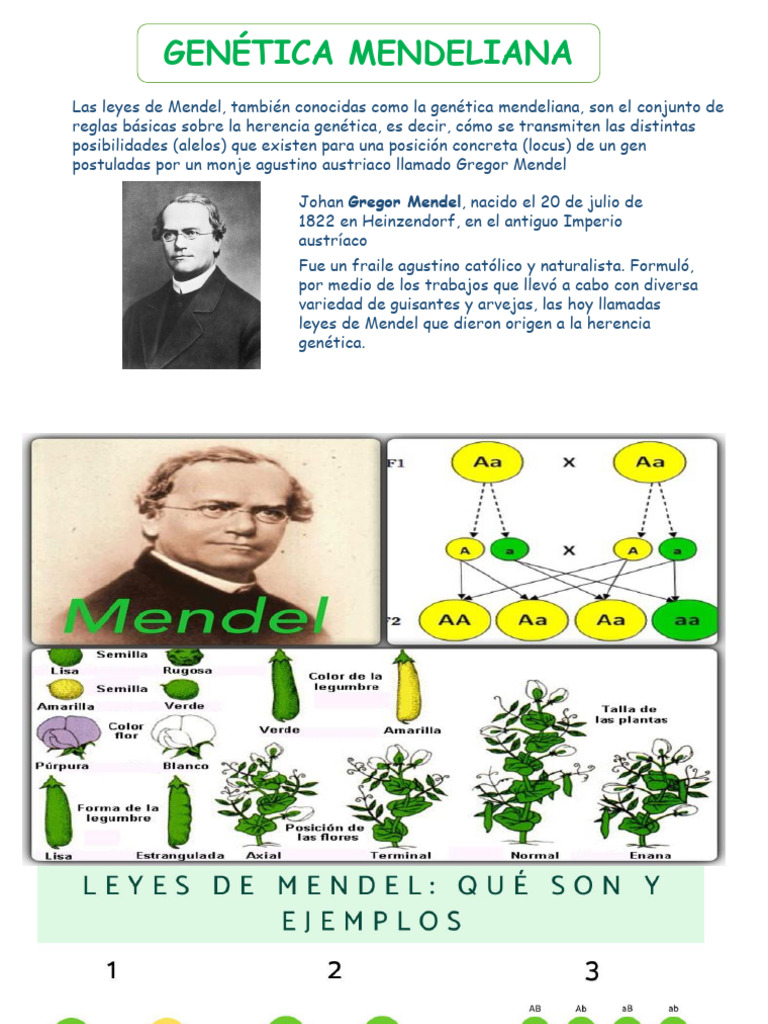 Leyes de Mendel | PDF