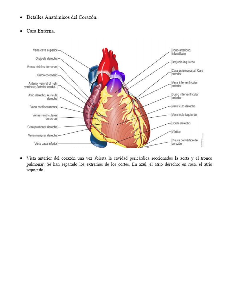 Anatomía Externa del Corazón | PDF | Corazón | Ventrículo (corazón)