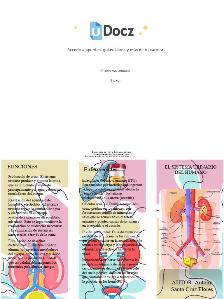 Triptico Del Sistema 719966 Downloadable 4615591 | PDF | Sistema urinario | Riñón