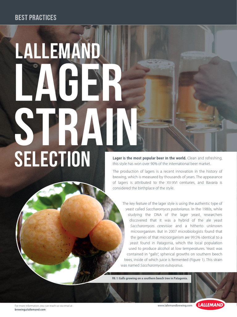 LAL Bestpractices Lallemand - Lager - Strain - Selection Bifold Digital 2 | PDF | Brewing ...