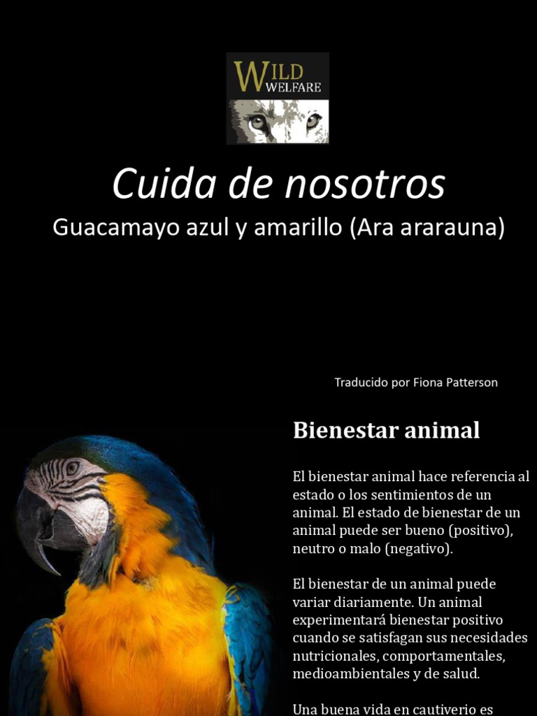 Blue and Yellow Macaw Spanish | PDF | Aves | Alimentos