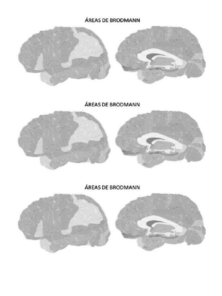 Brodman 1 | PDF