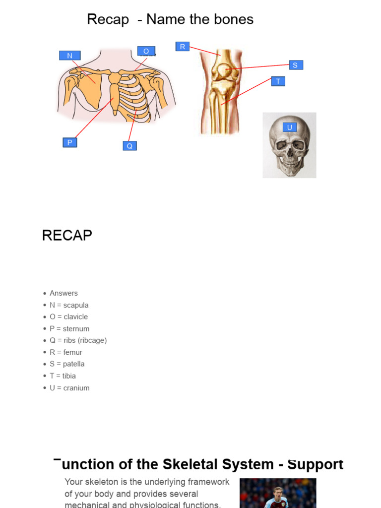 Functions of The Skeleton | PDF | Skeleton | Bone