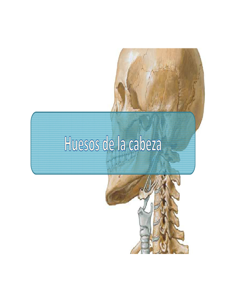 Huesos de La Cabeza | PDF | Cráneo | Cabeza y cuello humanos
