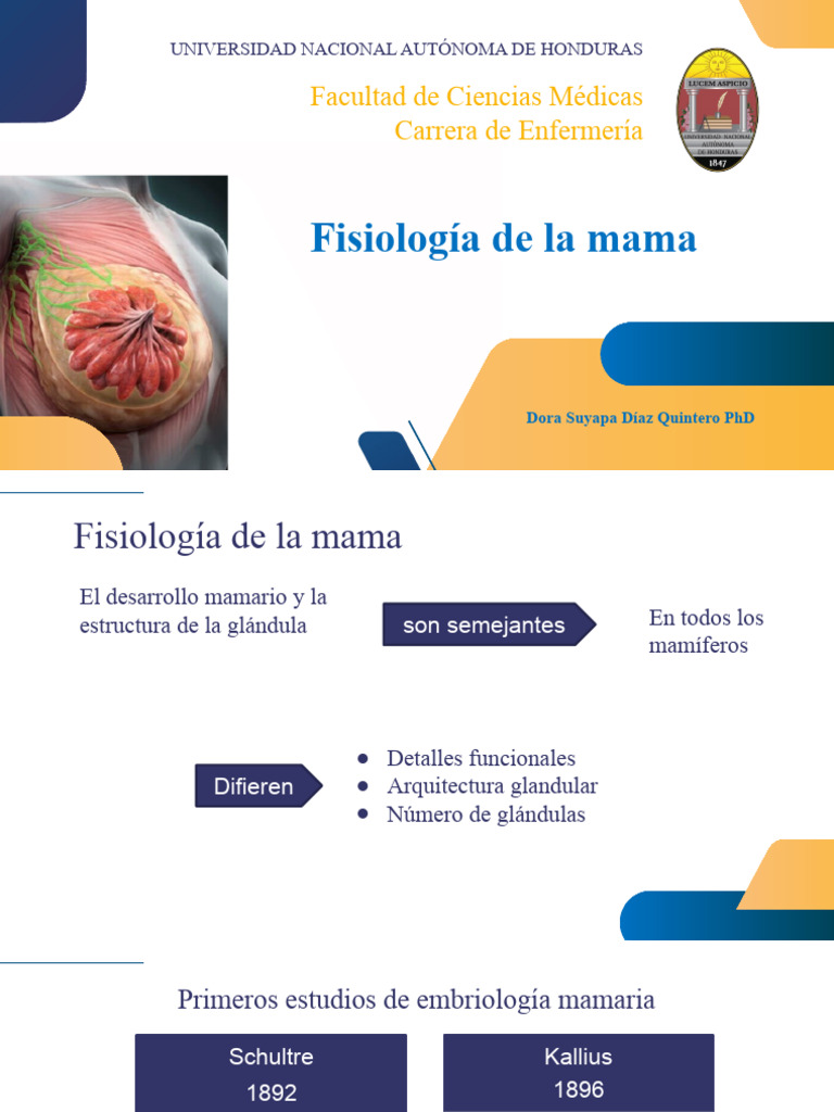 Fisiología de La Mama | PDF | Pecho