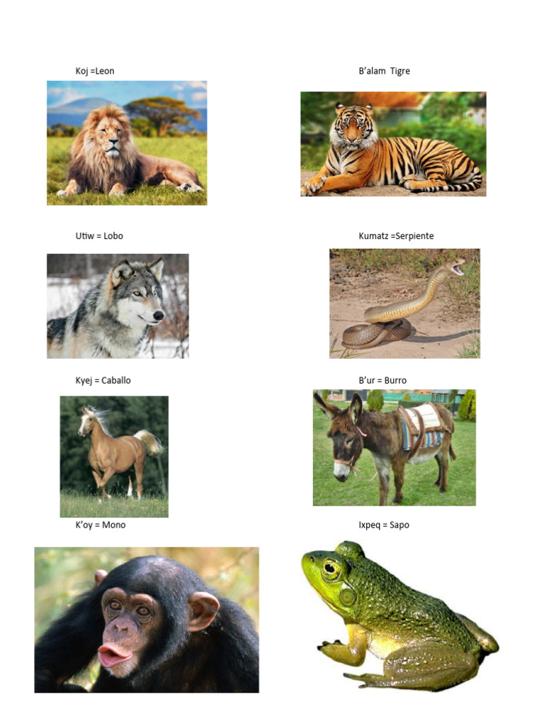 Animales en Kiche | PDF