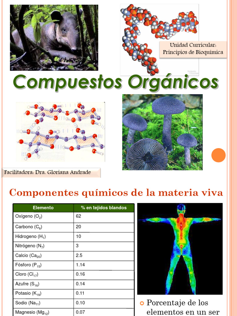 Composición y Función de Compuestos Orgánicos | PDF | Carbohidratos ...