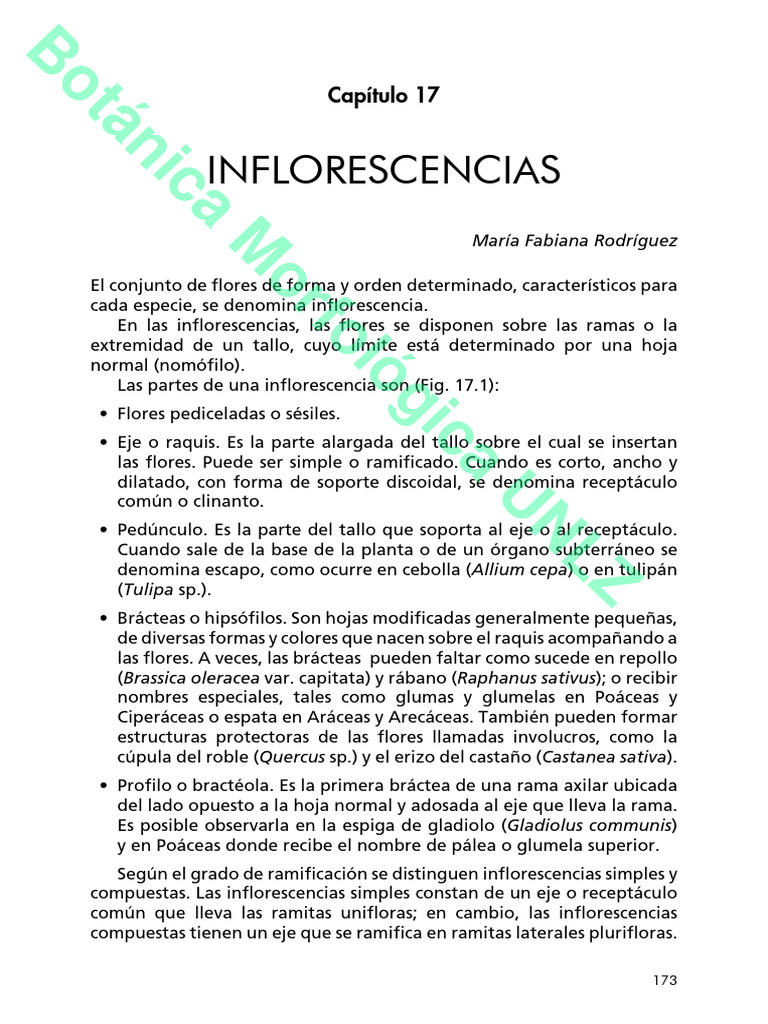 Clase Inflorescencias | PDF | Flores | Plantas