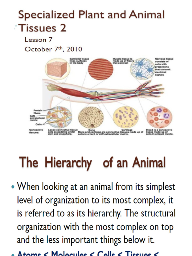 Lesson 1 Plant and Animal Tissue Presentation1 | PDF | Epithelium ...