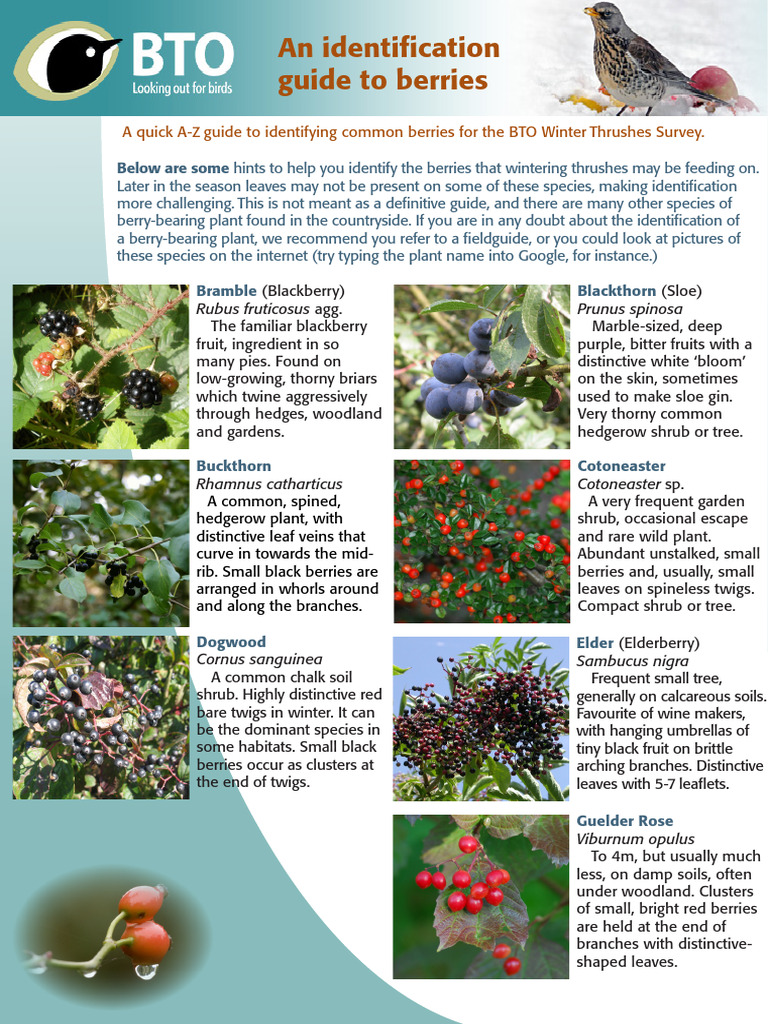 Berry Identification Sheet | PDF | Trees | Edible Fruits