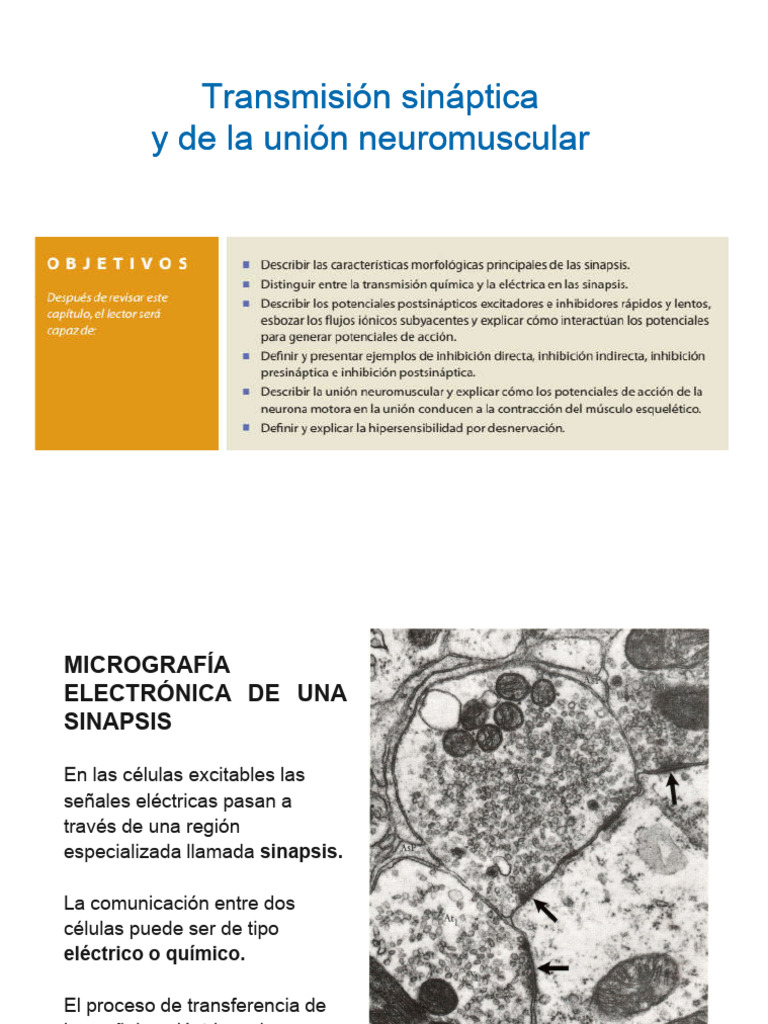 Transmisión Sináptica y Unión Neuromuscular | PDF | Sinapsis | Unión ...