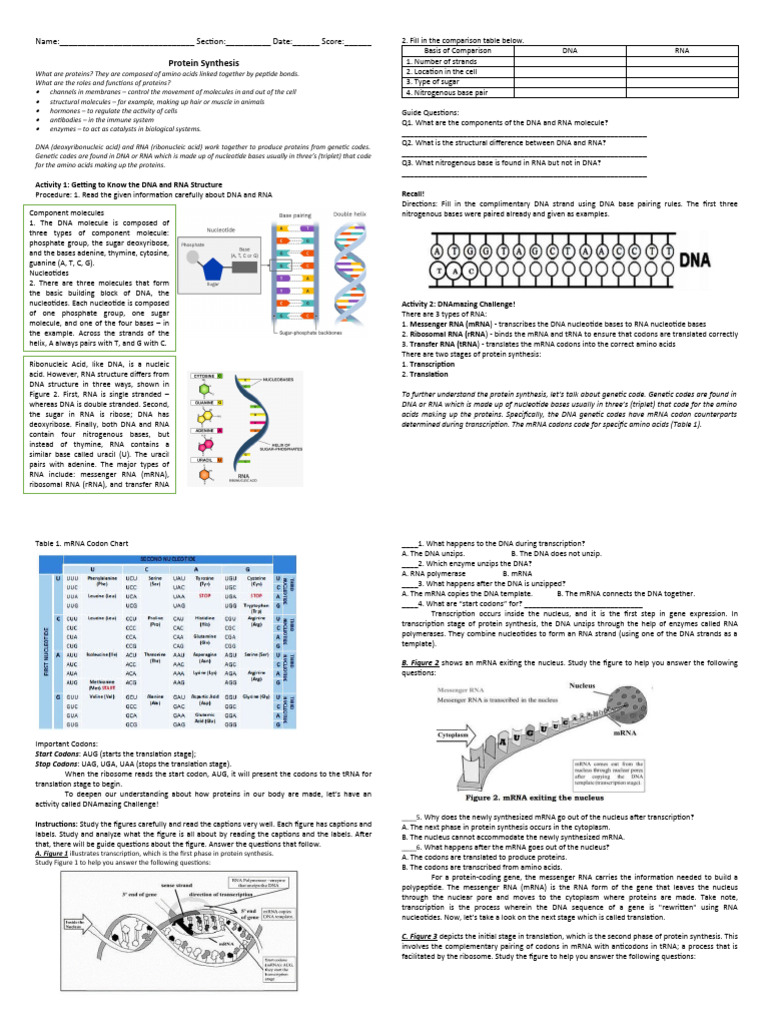 Protein Synthesis Worksheet | PDF | Translation (Biology) | Rna
