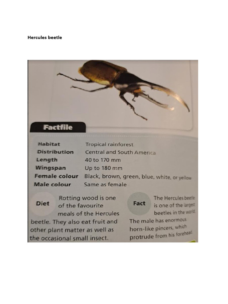 Hercules Beetle | PDF