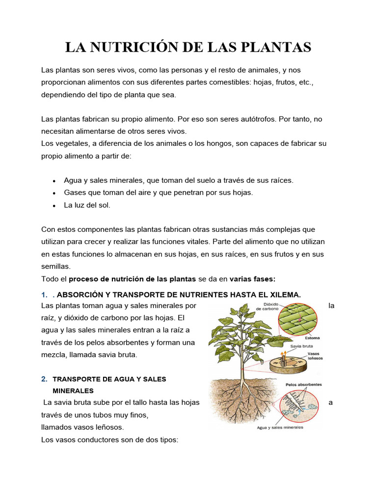 Ficha Informativa - Nutrición de Las Plantas | PDF | Plantas | Fotosíntesis