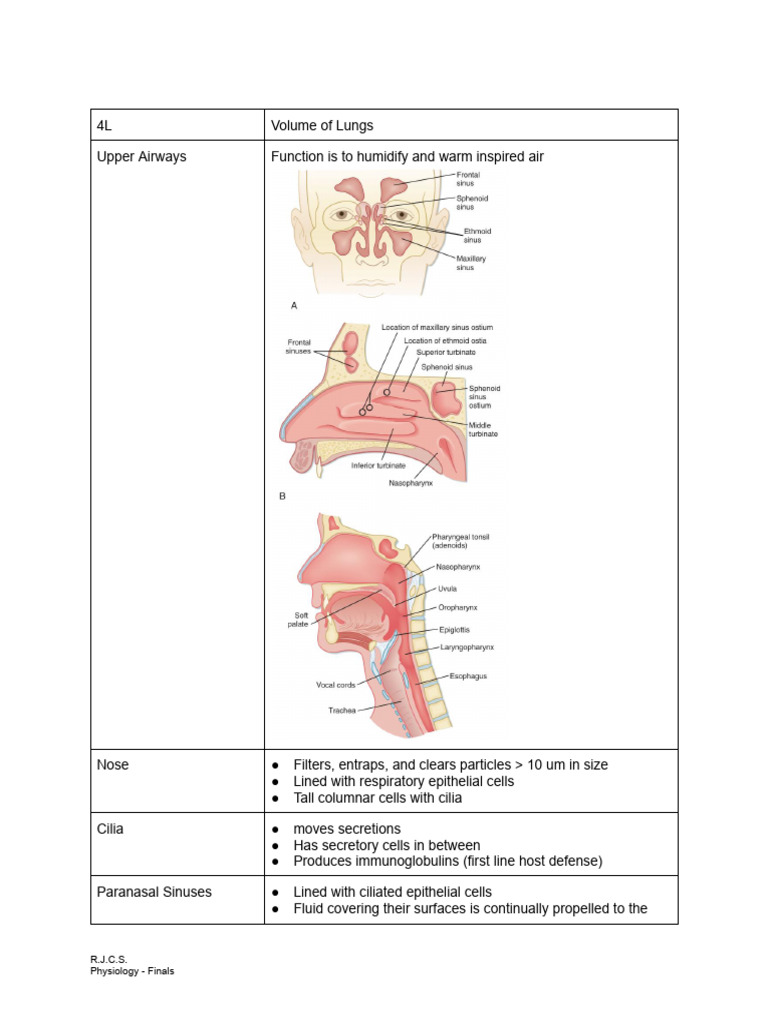 Lung Anatomy and Physiology Overview | PDF | Lung | Respiratory Tract