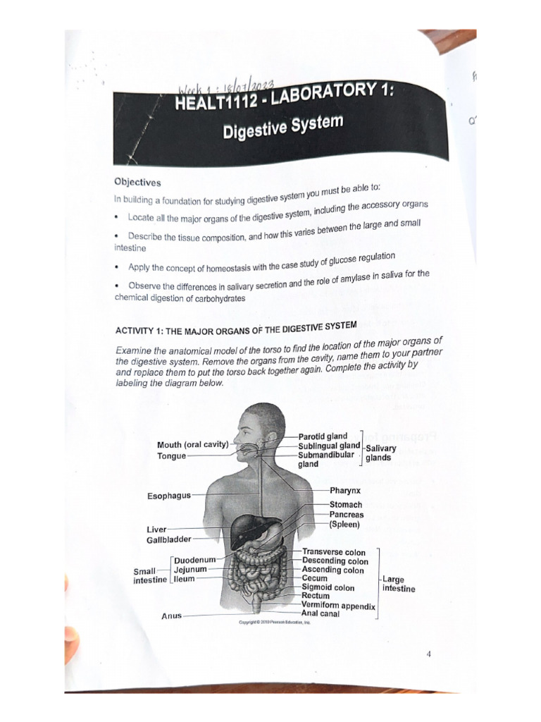 Digestive System | PDF