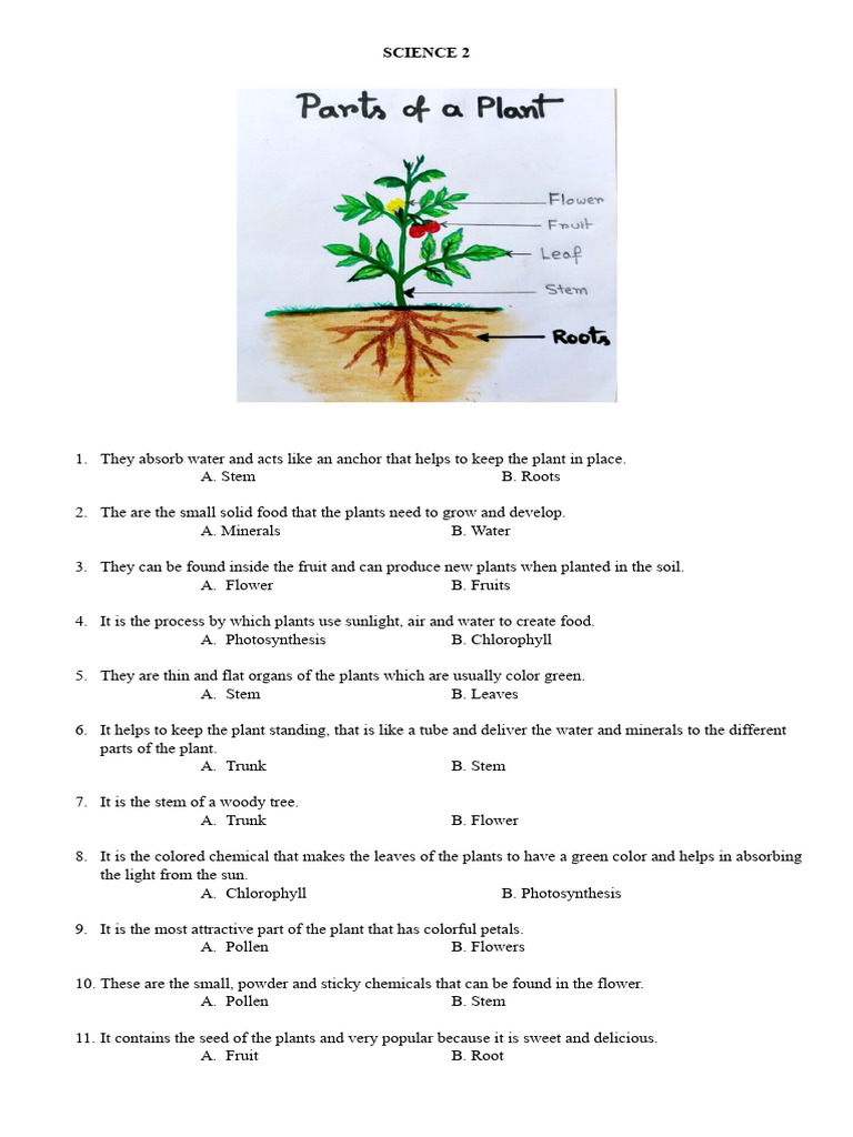 Science 2 | PDF | Plants | Plant Stem