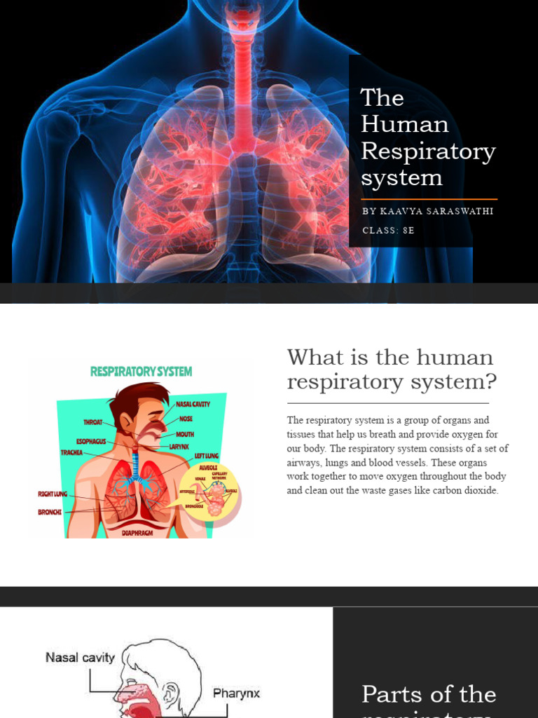 The Human Respiratory System | PDF | Respiratory Tract | Lung