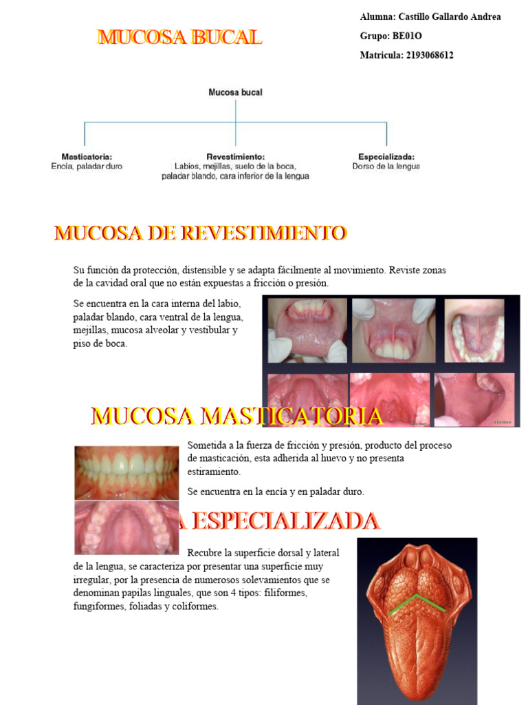 Mucosa Bucal | PDF | Epitelio | Membrana mucosa