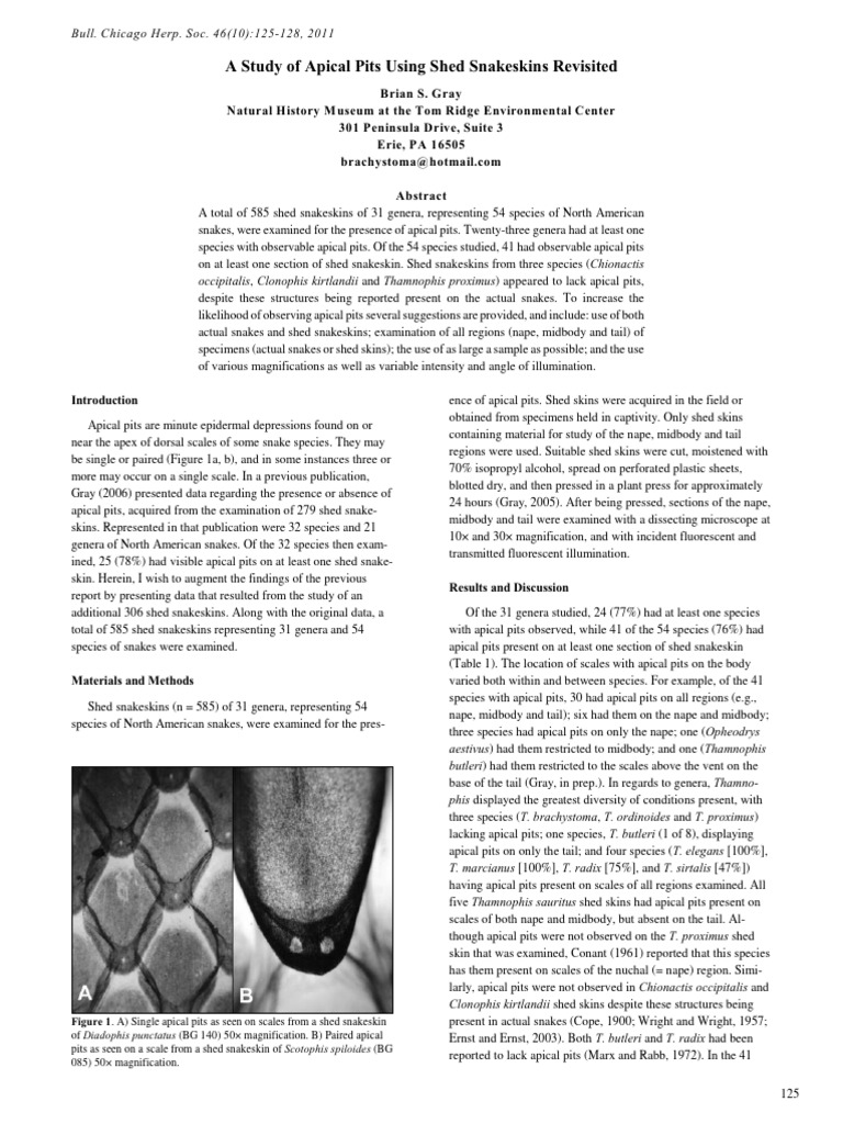 Gray 2011 Apical Pits in Snakes | PDF | Snake | Squamata