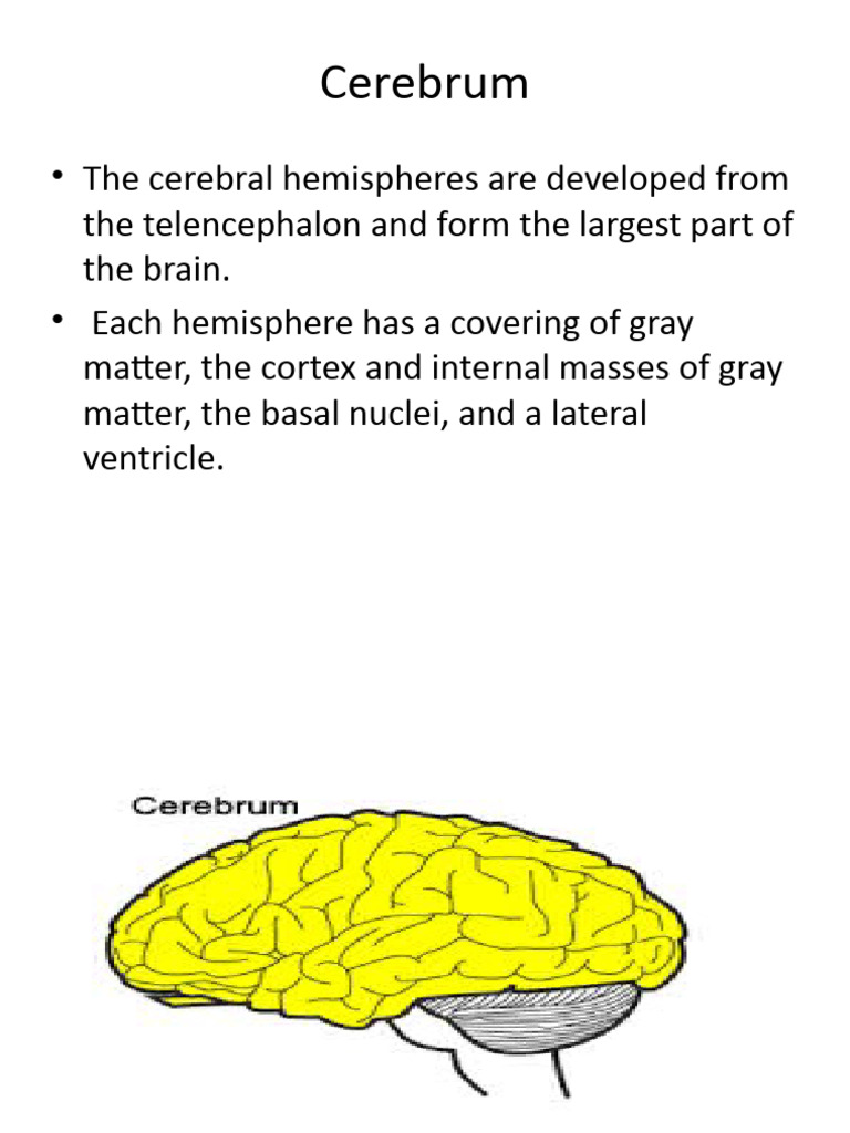 Cerebrum | PDF