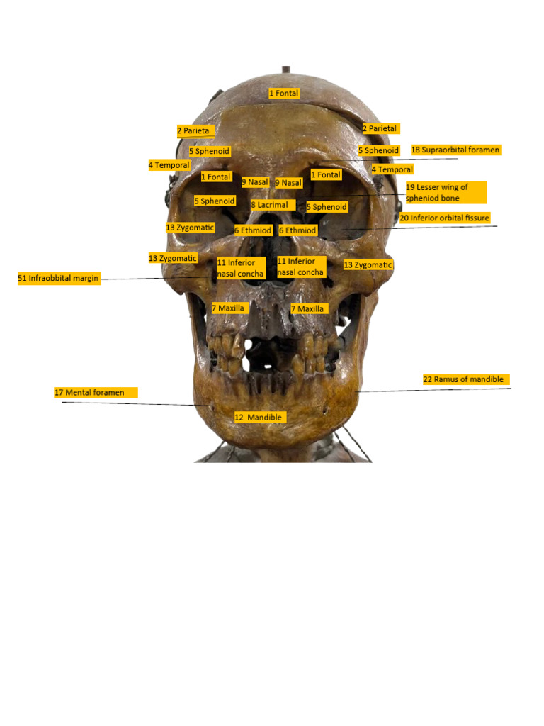 Skull | PDF