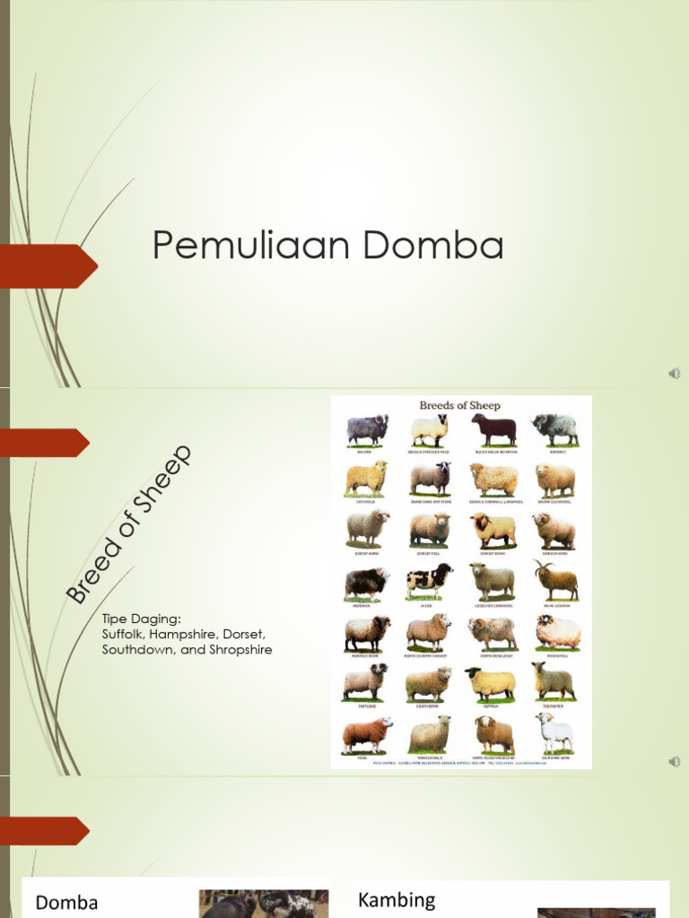Pemuliaan Domba Pedaging dan Kriterianya | PDF
