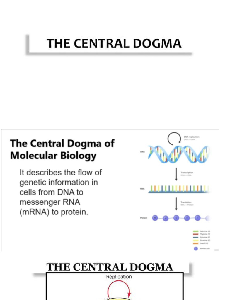 Central Dogma of Molecular Bio | PDF